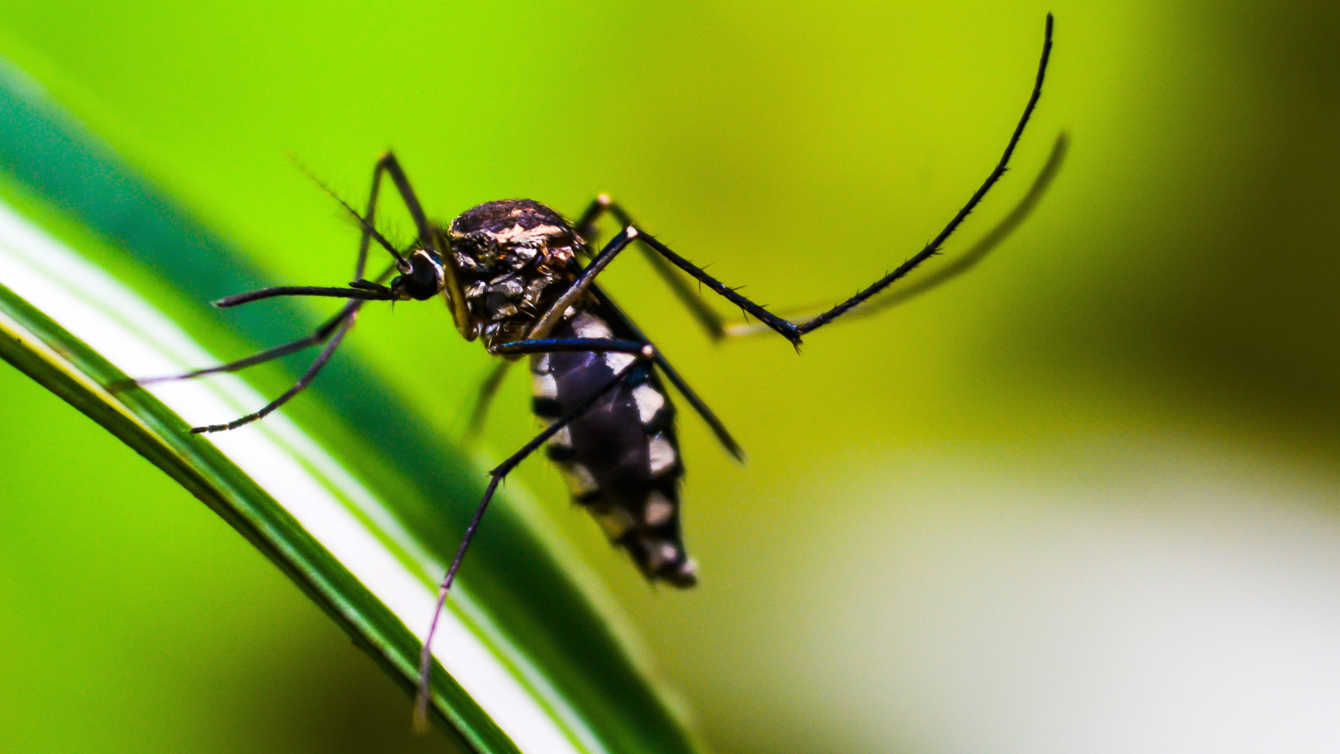 Reflecting on a Year of Heightened Insect Activity: Why Staying Vigila ...