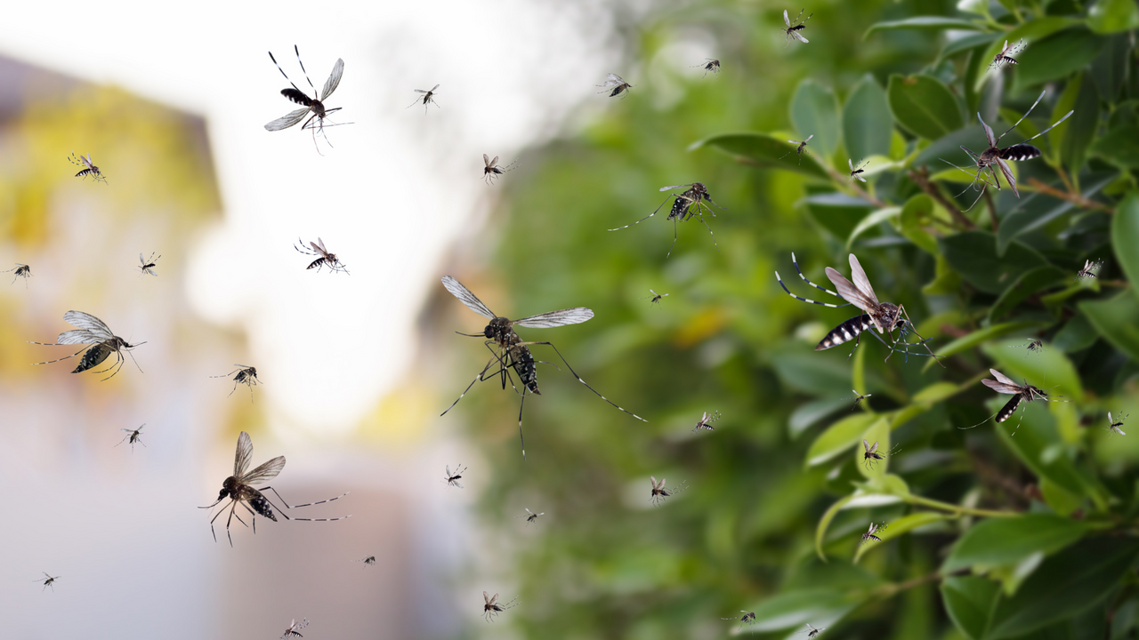 UK Mosquito Surge 2025: Why You’re Getting Bitten More - And How to Fi ...