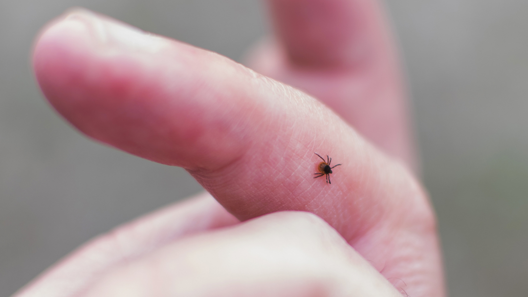 Avoiding Tick Bites – Less Mosquito