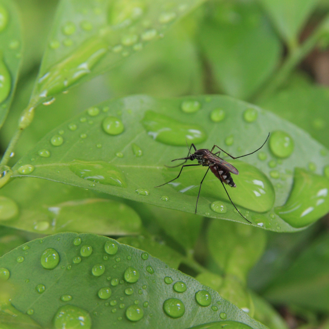 incognito Less Mosquito - Award Winning Insect Repellent